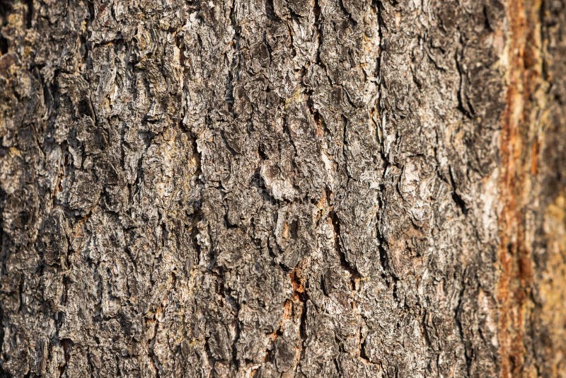 The Surface of the Tree Trunk. Textured Bark with Large Grooves Stock ...