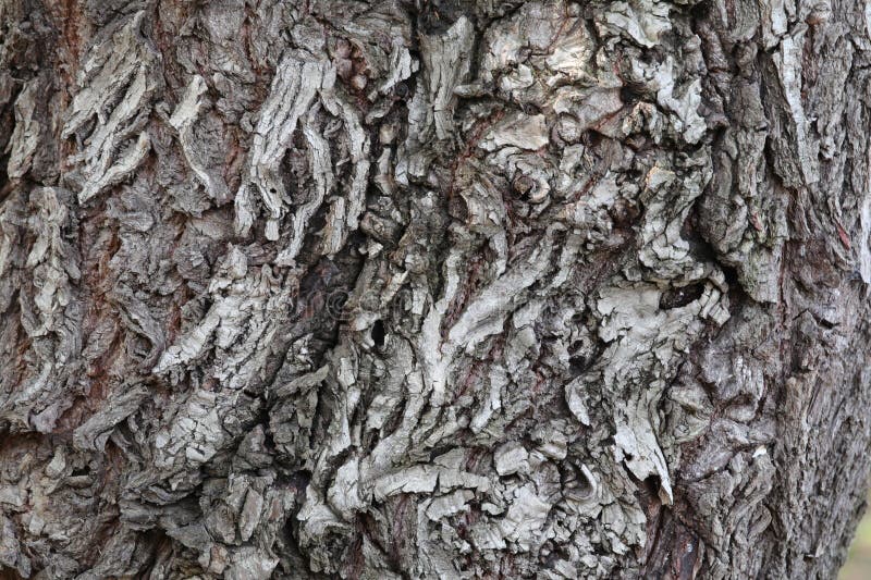 The Surface of Tree Trunks Usually Presents a Natural Texture and ...