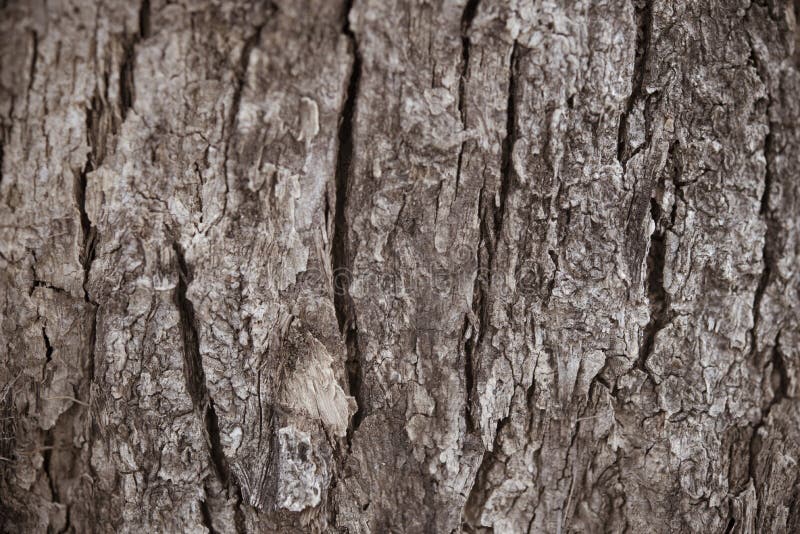 Surface Tree stock photo. Image of design, bark, rough - 66035900