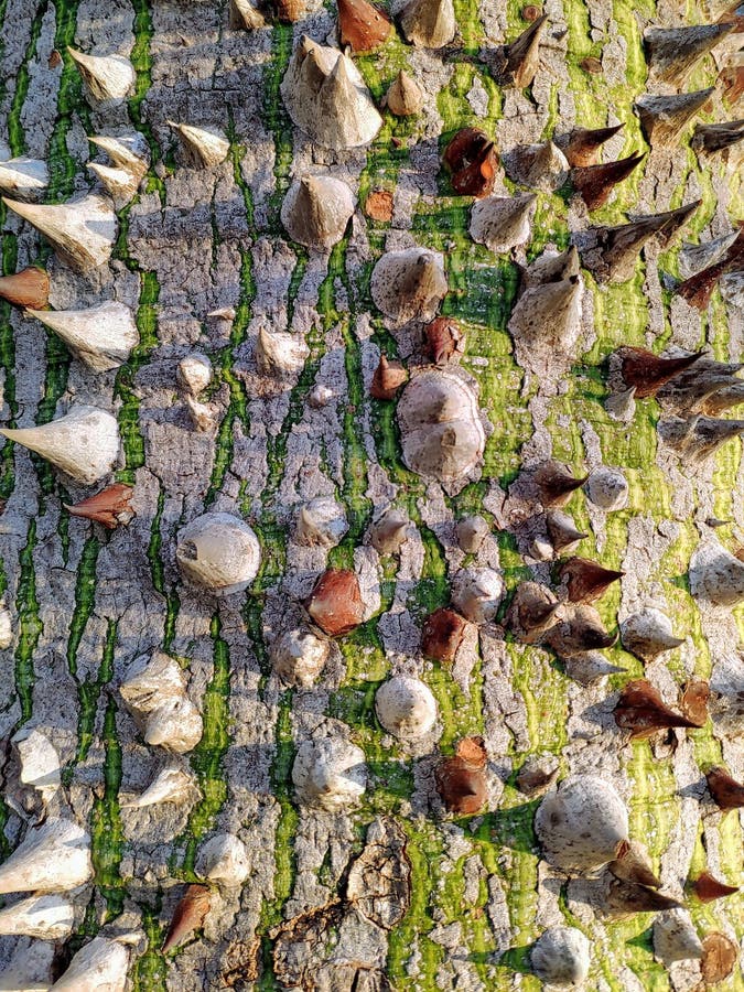 The Surface of the Tree Yellow Brown Covered with a Sharp Spikes ...
