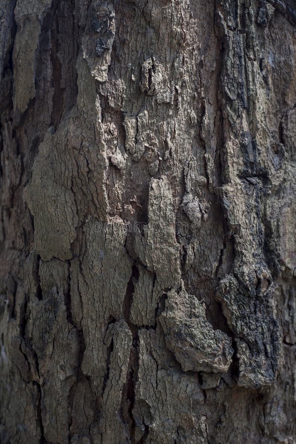 Surface of a Tropical Tree Bark Stock Photo - Image of fiber, pattern ...