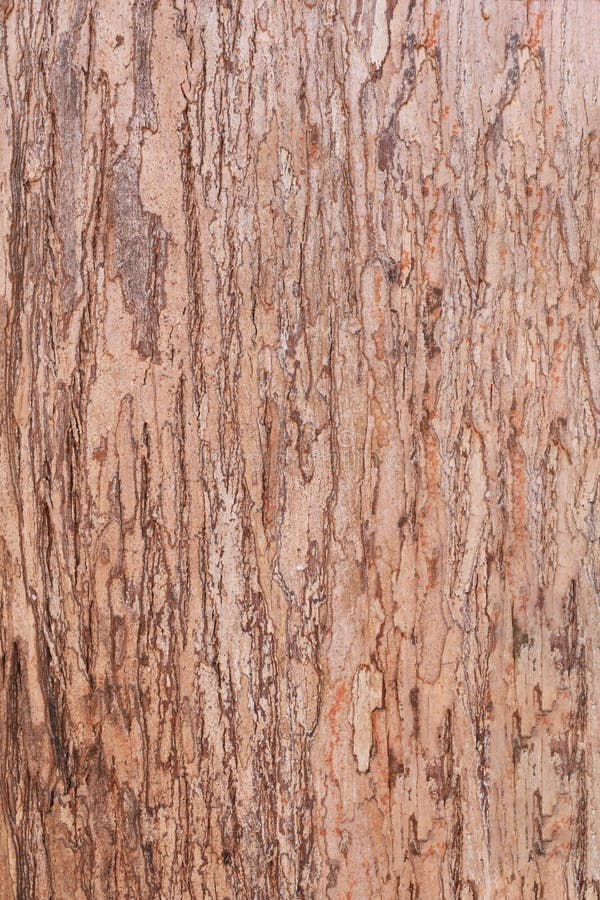 Tropical Tree Isolated on White Background Stock Image - Image of ...