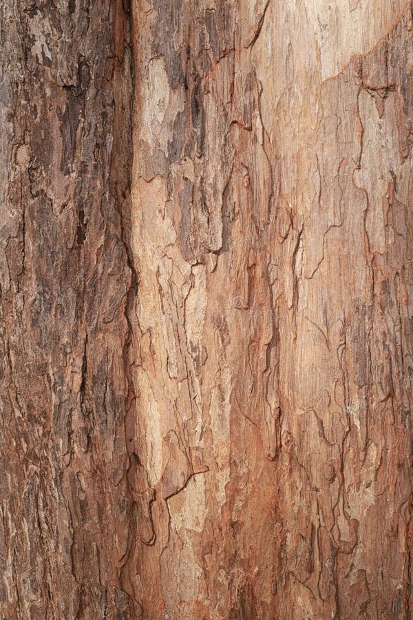 Surface Tree Trunk of Bark Tree Weathered. Stock Image - Image of pine ...