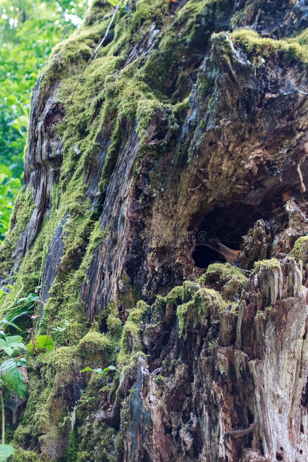 Surface of the Trunk of an Ancient Tree, Close-up Stock Image - Image ...