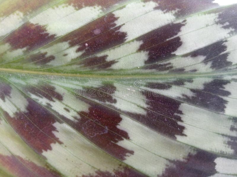 The Surface of a Very Beautiful Flower Petal Stock Photo - Image of ...