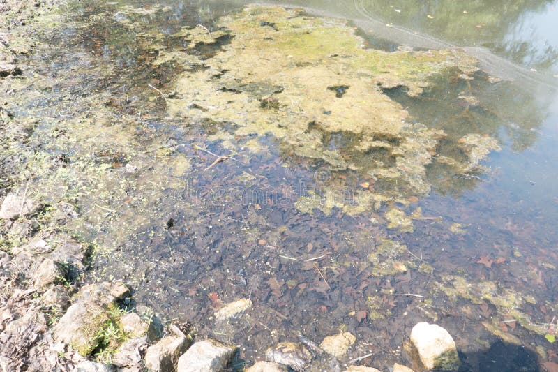 Surface of Water with Algae Growth and Sky Reflection at Edge of Pond ...