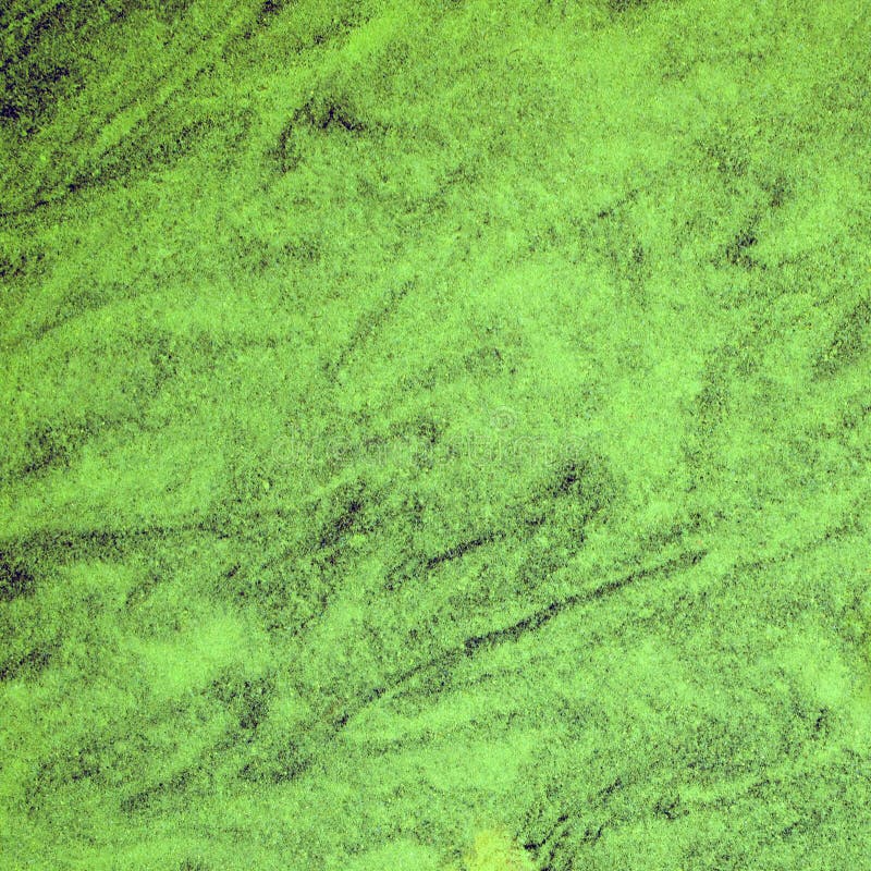 The Surface of the Water is Covered with Green Algae and Mud Stock ...