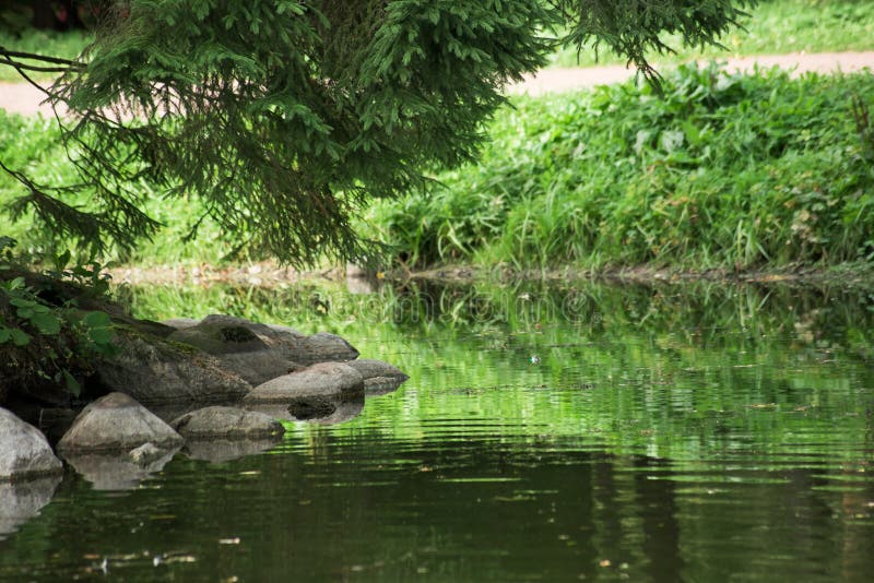 The Surface of the Water Stream in the Forest Stock Photo - Image of ...
