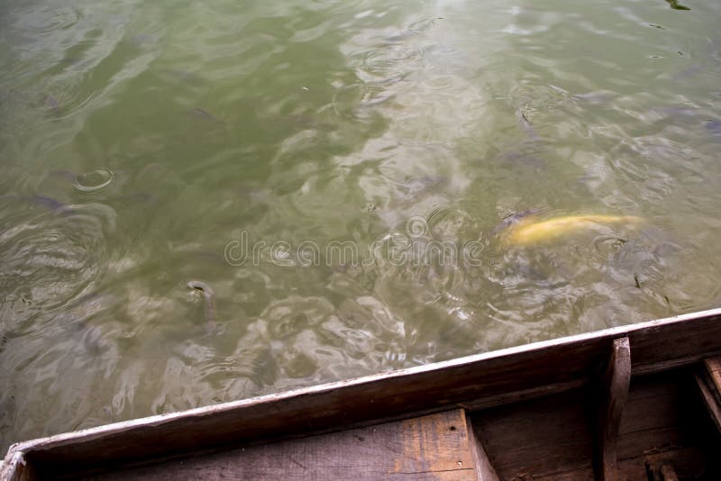 Surface Of Water By Swimming Fish Stock Image - Image of swimming ...