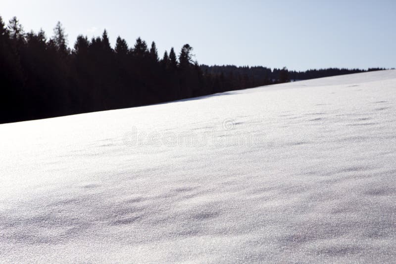 The Surface of White Shiny Snow on a Dark Background of Dark Forest ...