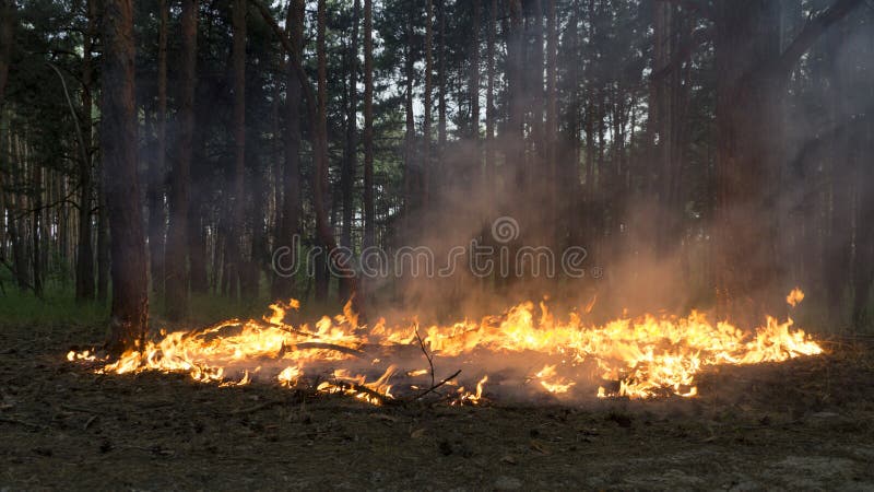 Surface Wildfire in a Pine Forest Stock Image - Image of trees ...