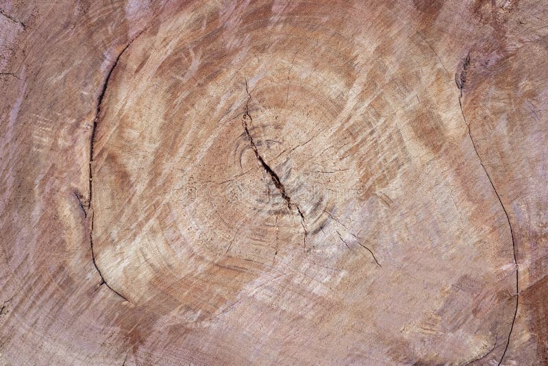 The Surface of the Wood with a Circular Pattern Stock Photo - Image of ...