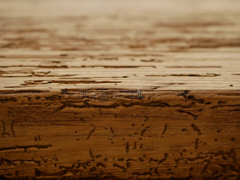 165 Bark Beetle Patterns Stock Photos - Free & Royalty-Free Stock ...