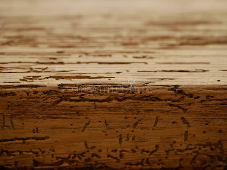 165 Bark Beetle Patterns Stock Photos - Free & Royalty-Free Stock ...