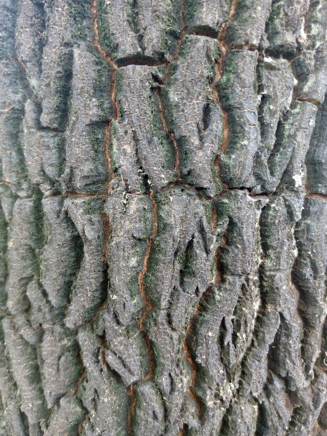 The Surface of the Wooden Tree is Grey in Color Stock Image - Image of ...