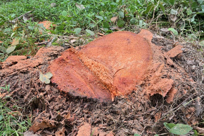 The Surface of a Young Coconut Tree Stump that Has Been Recently Cut ...