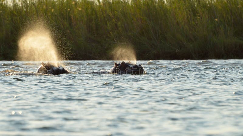 Surfacing hippos stock image. Image of zimbawe, dive - 59549179