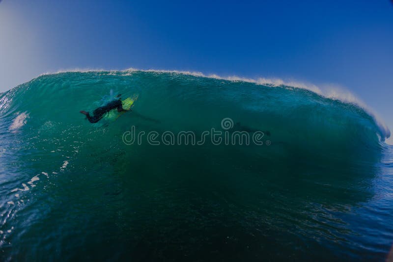 Surfer Dolphins Submerge Wave Editorial Stock Image - Image of dolphins ...