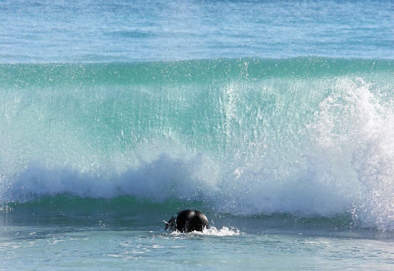 Surfer Ducking Under Large Breaking Wave Stock Image - Image of suit ...