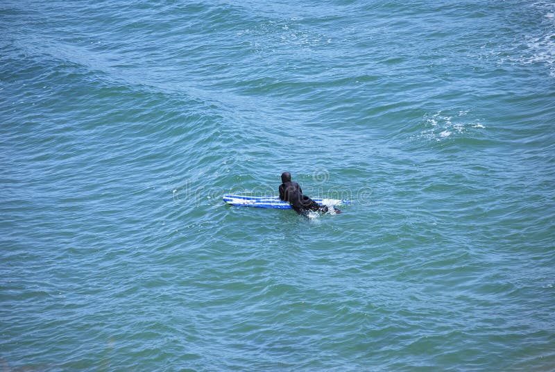 Surfer in water. stock photo. Image of ocean, recreation - 92268692