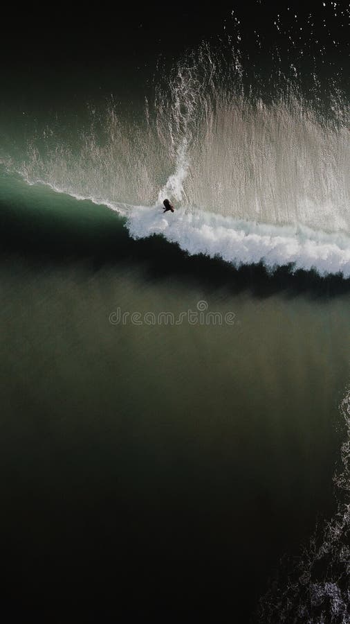 Surfing birds view stock photo. Image of surfing, view - 164724914