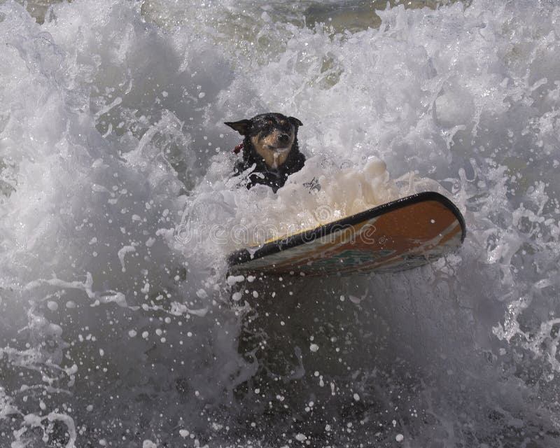 Surfing dog wipeout stock image. Image of board, water - 47677919