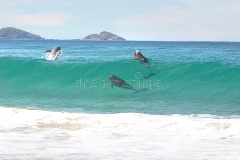 Surfing dolphins stock photo. Image of truncatus, surf - 4189558