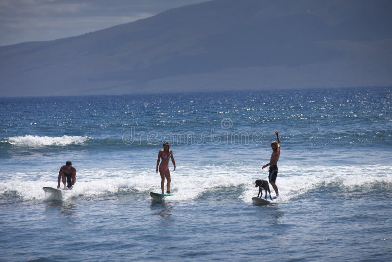 Surfing with Mans Best Friend in Hawaii Stock Photo - Image of hair ...