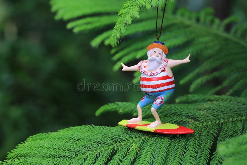 943 Araucaria Heterophylla Pine Tree Stock Photos - Free & Royalty-Free ...