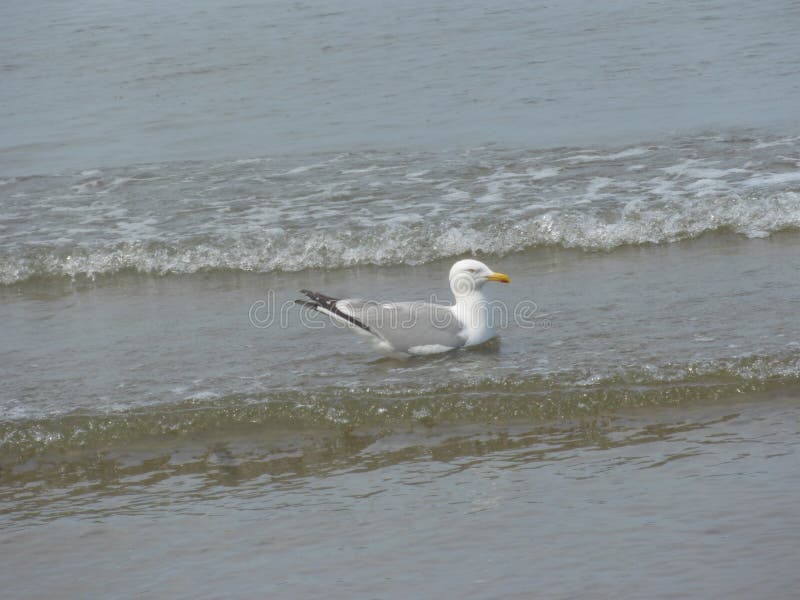 Seagull Surfing stock photo. Image of birds, beach, foam - 44611514