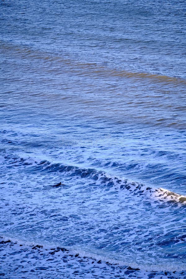 Surfing and Swimming in the Waves of the Ocean Stock Photo - Image of ...
