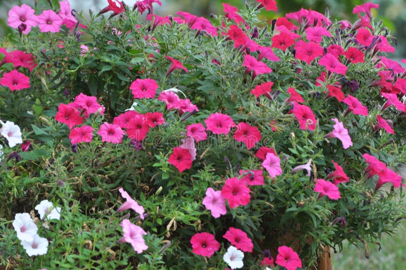 Surfinia Blooms in the Flower Garden Stock Image - Image of fresh ...