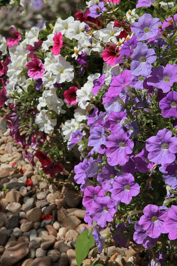 Surfinia with a Bright Bloom on the Edge of a Path Stock Photo - Image ...