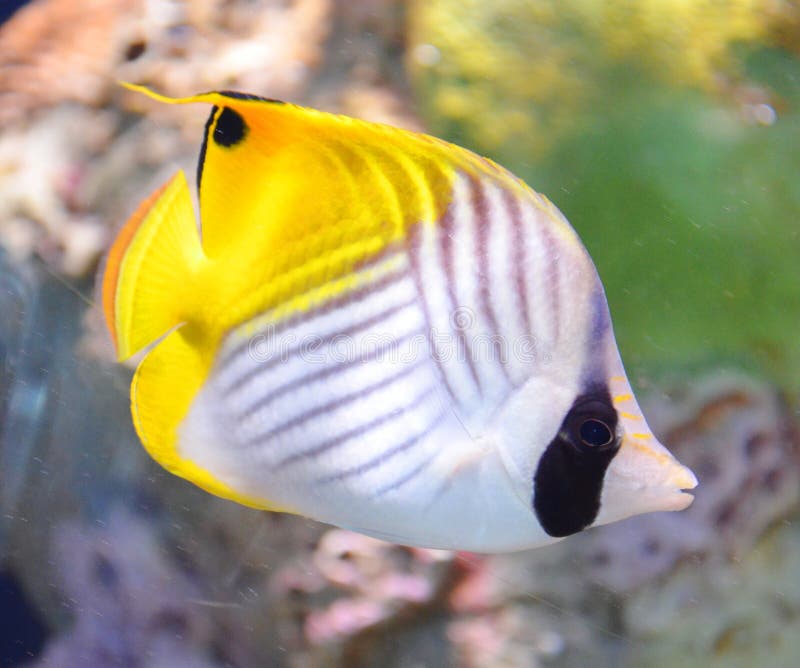 1,447 Exotic Tropical Fish Surgeon Stock Photos - Free & Royalty-Free ...