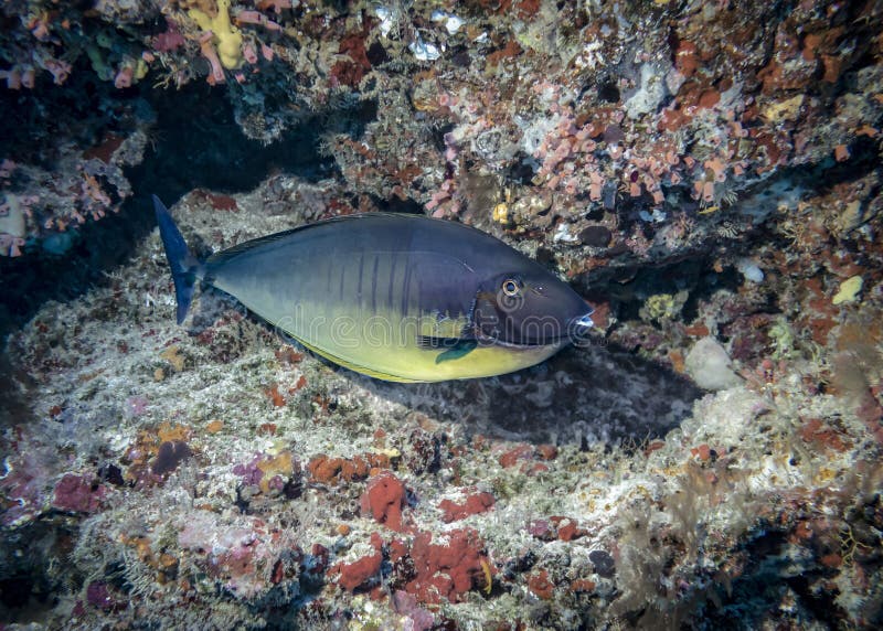 Surgeon Fish at the Bottom of the Indian Ocean Stock Image - Image of ...