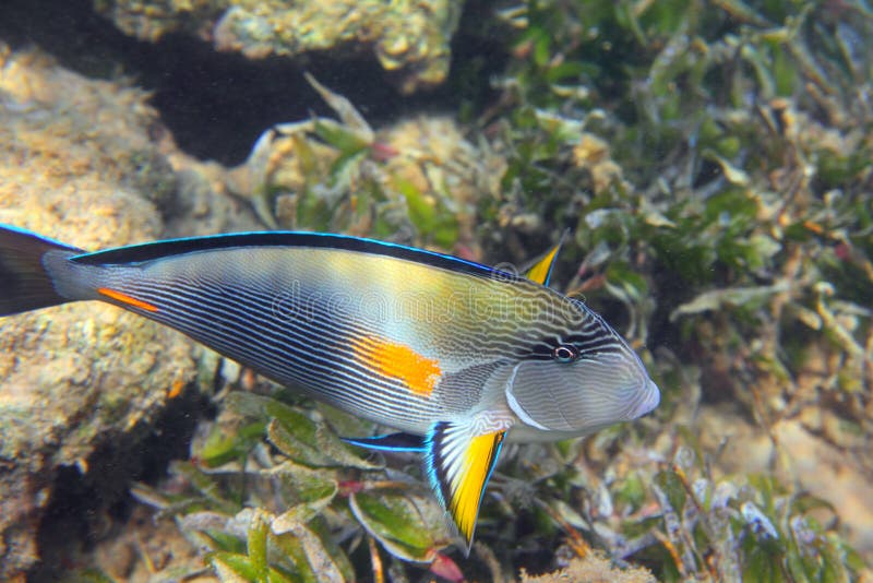 Surgeon-fish close-up stock photo. Image of hobbies, acanthurus - 18858244