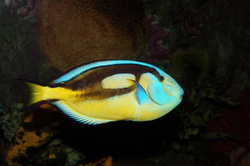 Surgeonfish stock photo. Image of fish, lovely, yellow - 47971604