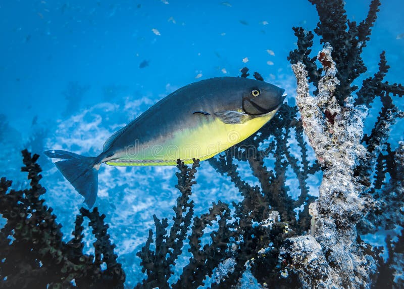Surgeon Fish in the Indian Ocean Stock Image - Image of colorful ...