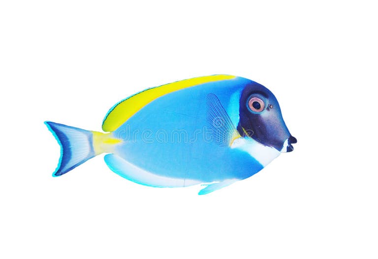 Surgeon fish stock image. Image of marine, colorful, isolated - 35709355
