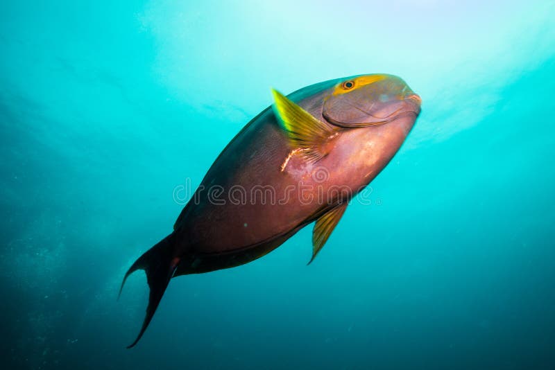 Surgeon fish stock image. Image of doctorfish, mexico - 31575863