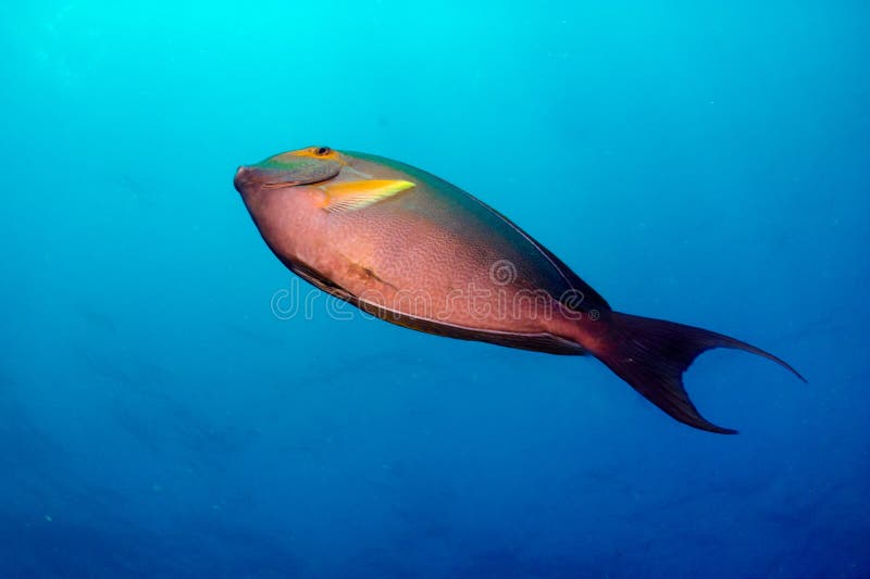 Surgeon fish stock image. Image of color, conservation - 31577653