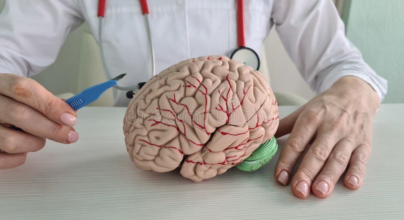 Surgeon is Holding Ascalpel of Brain Model Stock Photo - Image of ...