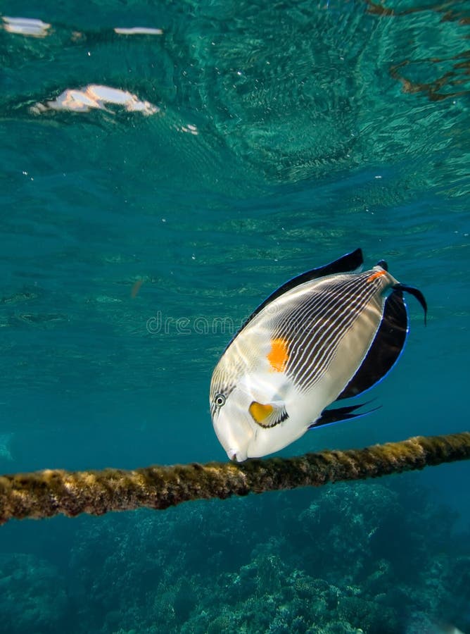 Surgeonfish stock image. Image of aquatic, reef, explore - 11015999