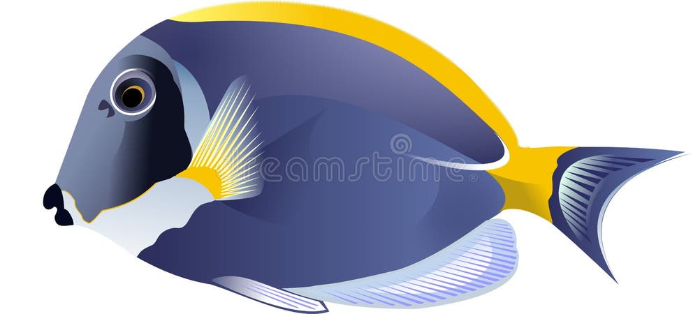 Surgeonfish Stock Illustrations – 1,247 Surgeonfish Stock Illustrations ...