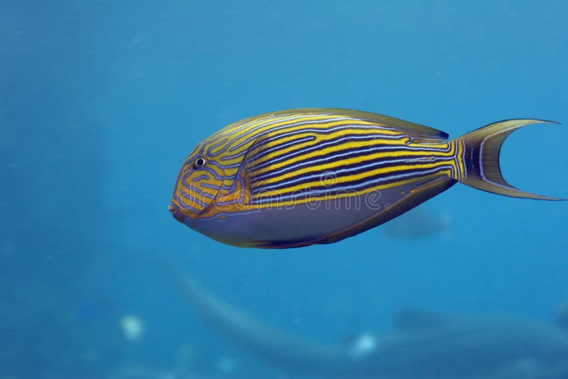 Blue stripes tropical fish stock image. Image of tank - 2285045
