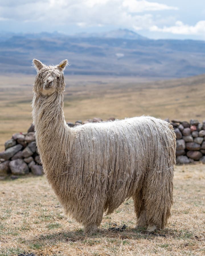 Highlands In Andes Mountains, Peru Stock Image - Image of beautiful ...