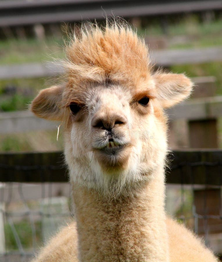 Suri-Alpaka stockfoto. Bild von süd, ähnelt, lama, aussehen - 52845460