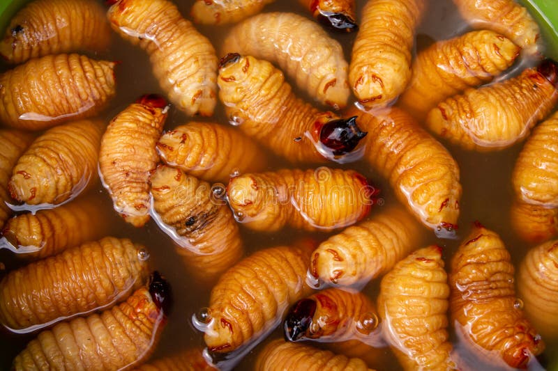 Suri Worms. Exotic Food in Peru Stock Image - Image of live, eaten ...