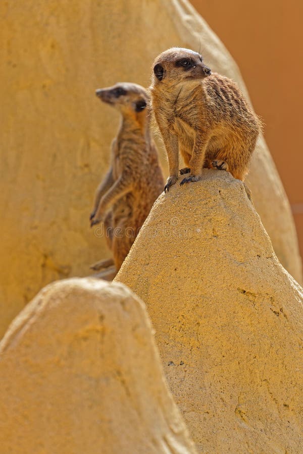 Suricates on Top of Sand Dunes Stock Image - Image of herpestidae ...