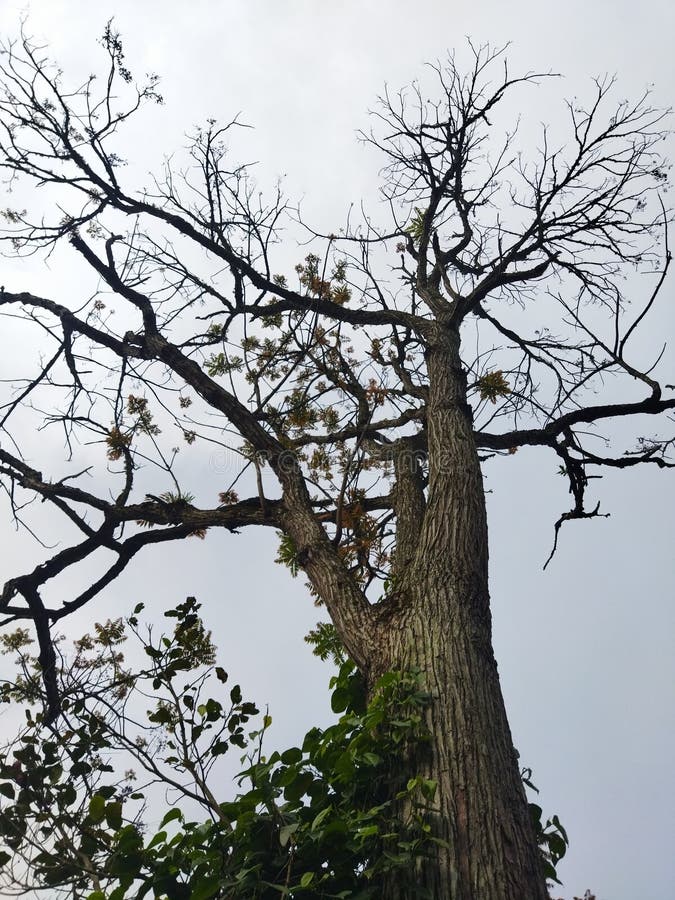 Surian Tree Experiencing Leaf Fall Stock Image - Image of leaf, tree ...